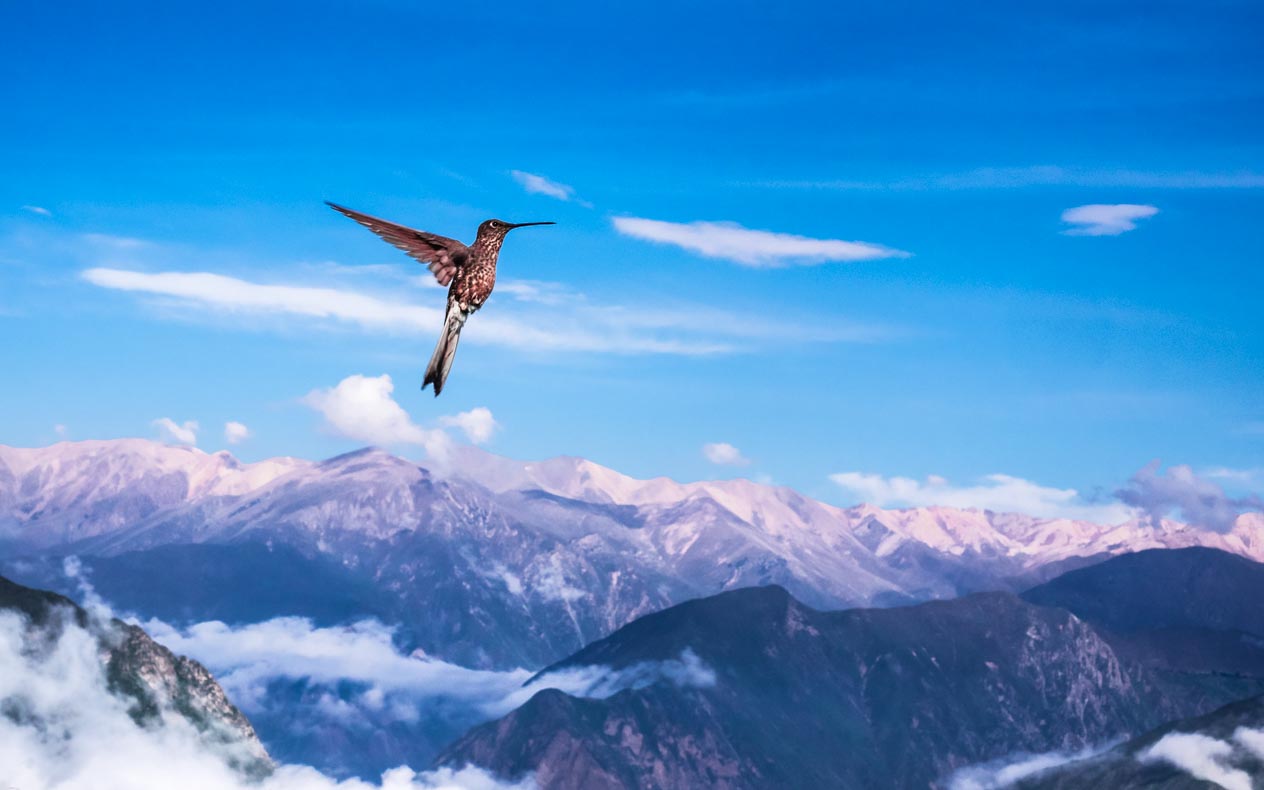 LANDSCAPE - Daniel Ricardo González